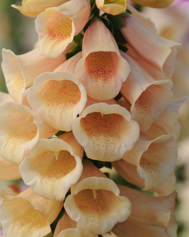Digitalis purpurea 'Dalmatian Peach' (Common Foxglove)