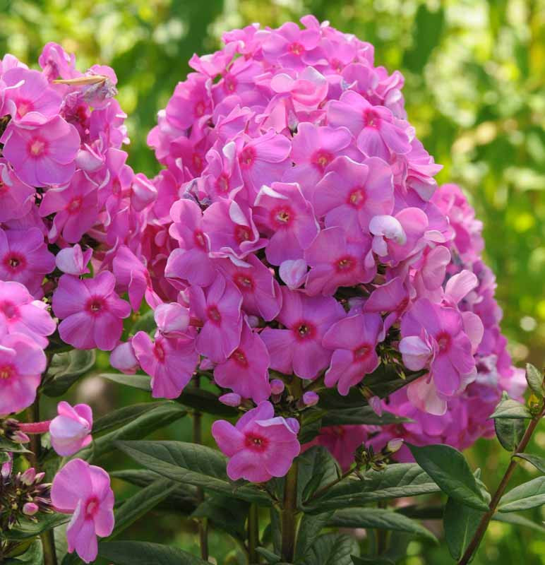 Phlox paniculata 'Eva Cullum' (Garden Phlox)