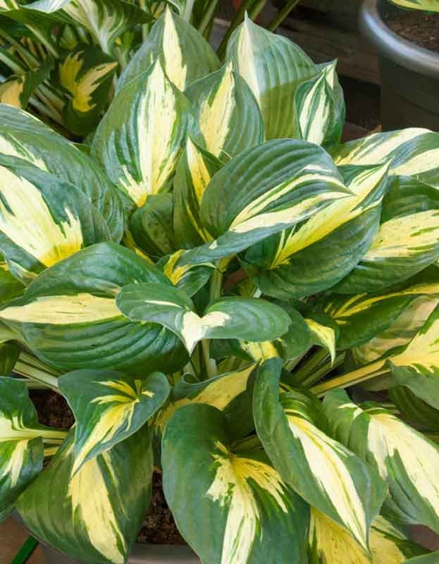 Hosta 'Revolution' (Plantain Lily)