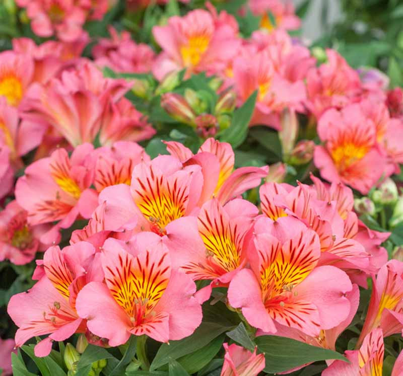 Alstroemeria 'Princess Eliane' (Peruvian Lily)