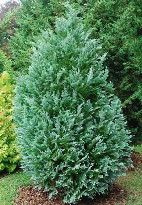 Chamaecyparis lawsoniana 'Pembury Blue' (Lawson Cypress)