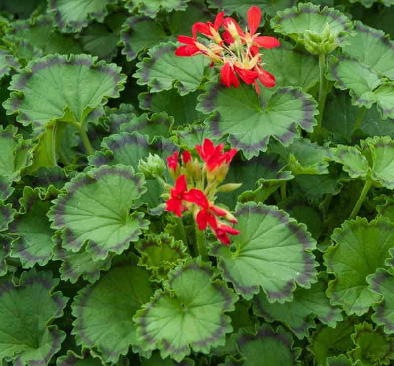 Pelargonium 'Distinction' (Fancy Leaf Geranium)