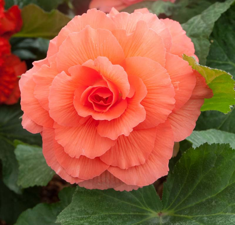 Begonia 'Roseform Peach'