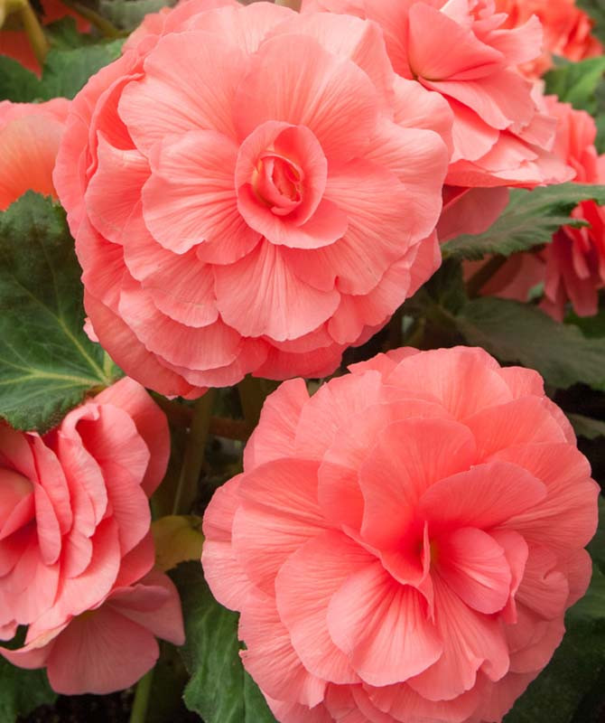 Begonia 'Roseform Pink'