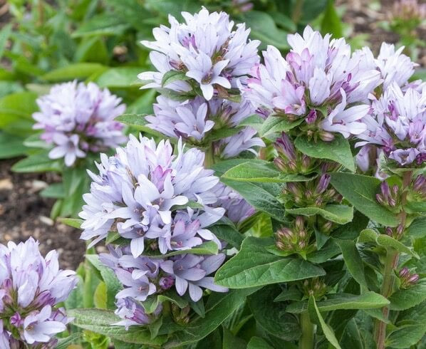 Campanula glomerata 'Caroline' (Clustered Bellflower)