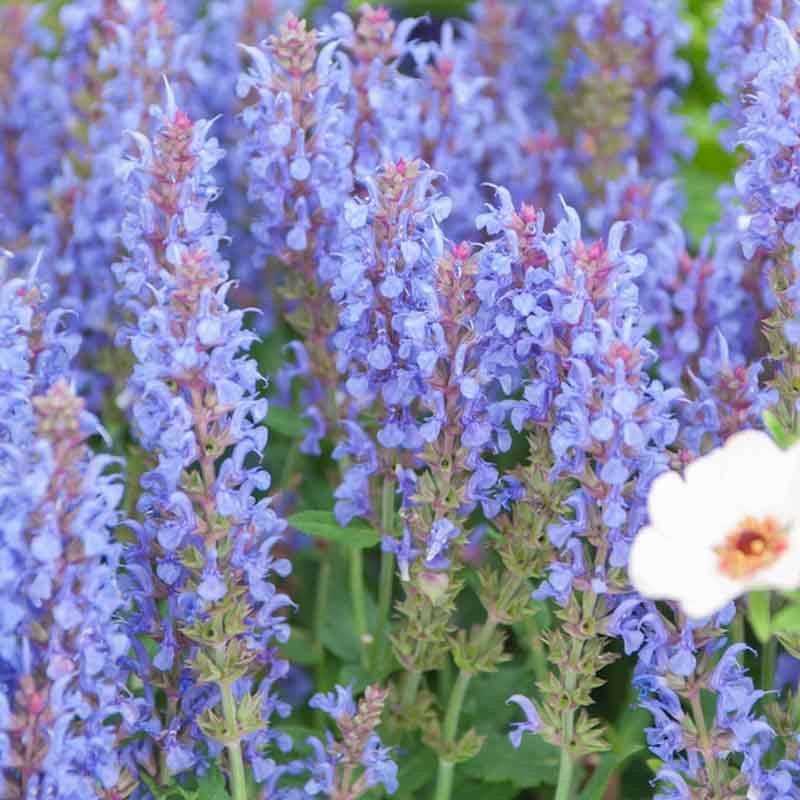Salvia x sylvestris 'Blue Hill' ('Blauhugel' Sage)