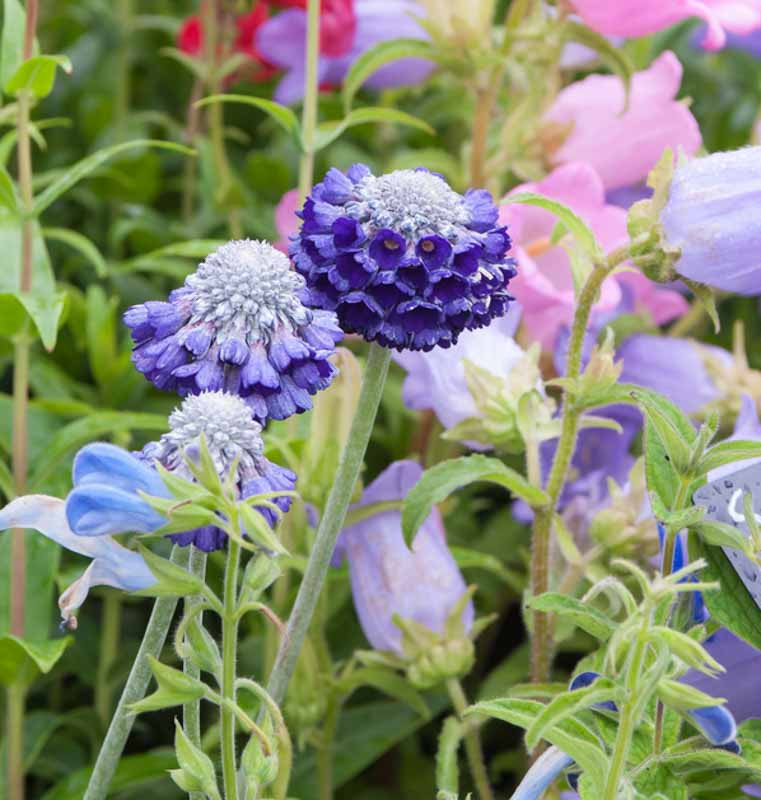 Primula capitata (Round-Headed Himalayan Primrose)