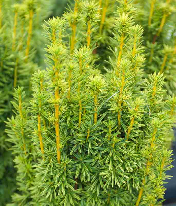 Taxus baccata 'David' (English Yew)