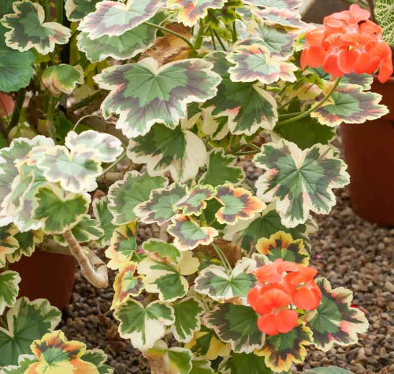 Pelargonium 'Mrs Pollock' (Zonal Geranium)