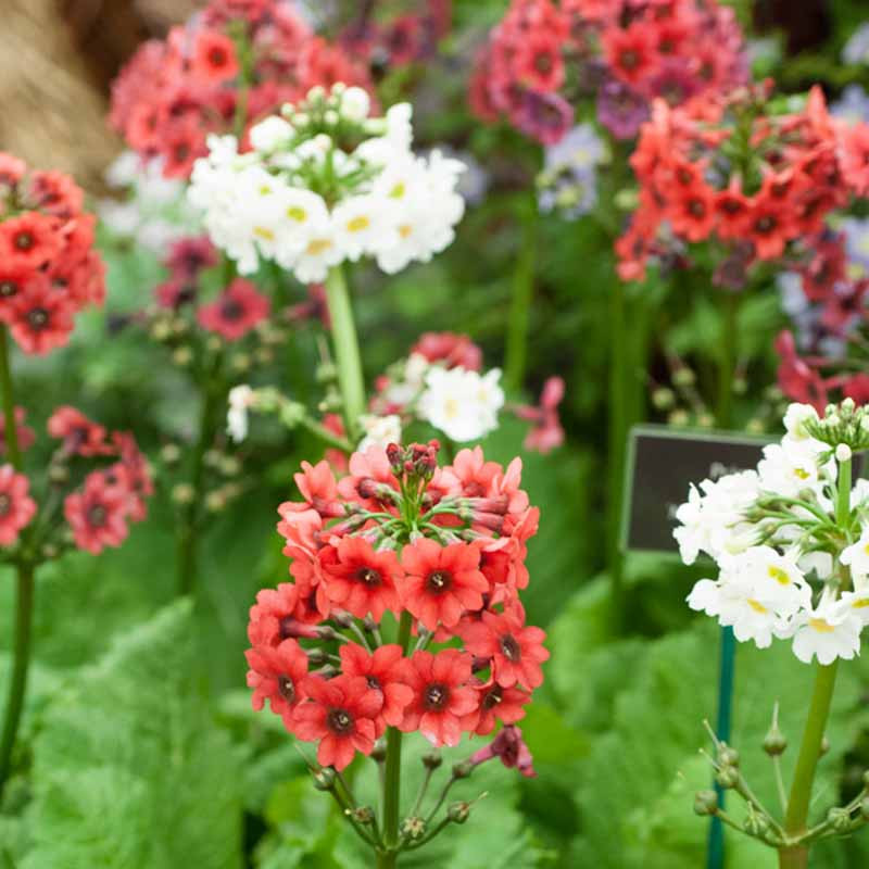 Primula japonica 'Miller's Crimson' (Japanese Primrose)