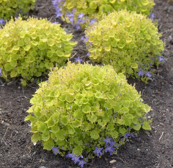 Campanula garganica 'Dickson's Gold' (Adriatic Bellflower)