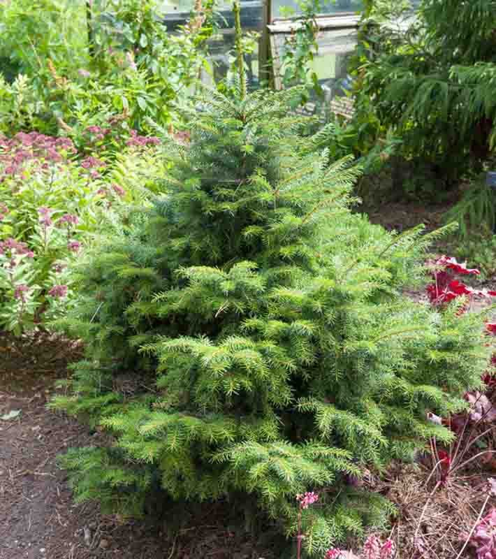 Picea omorika 'Peve Tijn' (Serbian Spruce)