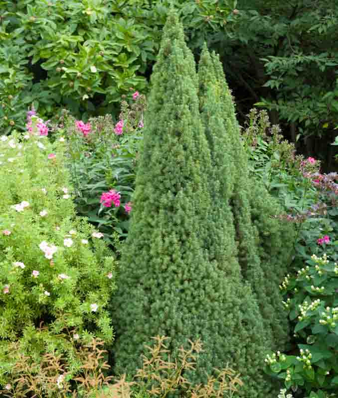 Picea glauca var. albertiana 'Sander’s Blue' (White Spruce)