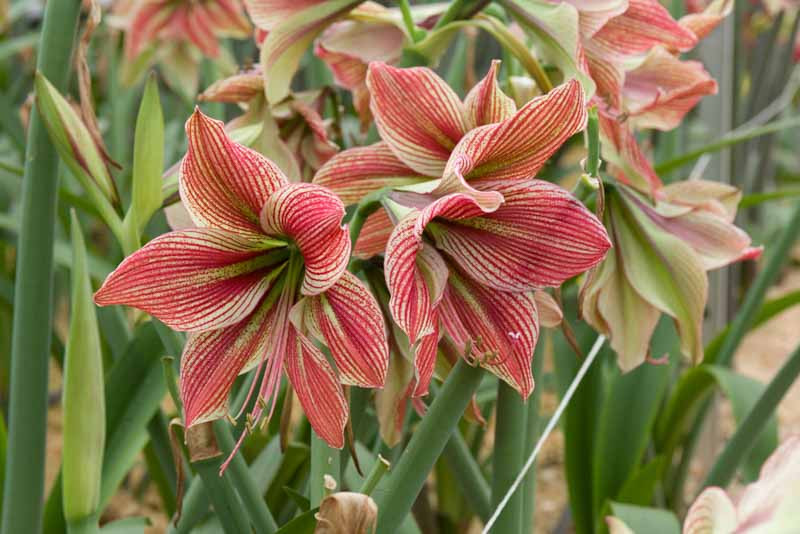 Amaryllis 'Exotic Star' (Hippeastrum)