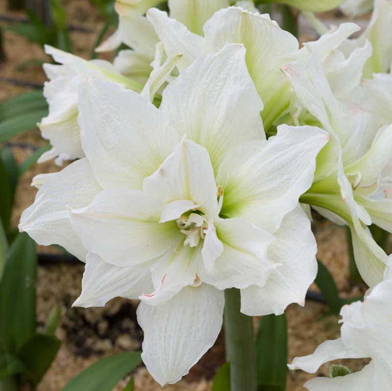 Amaryllis 'White Nymph' (Hippeastrum)