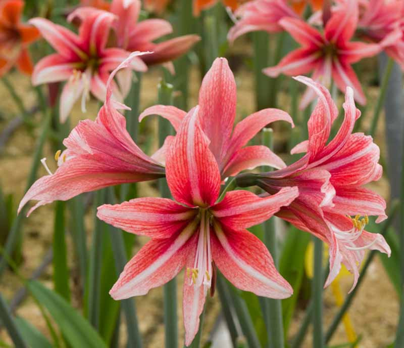 Amaryllis 'Sweet Lilian' (Hippeastrum)