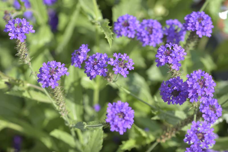 Verbena rigida (Slender Vervain)