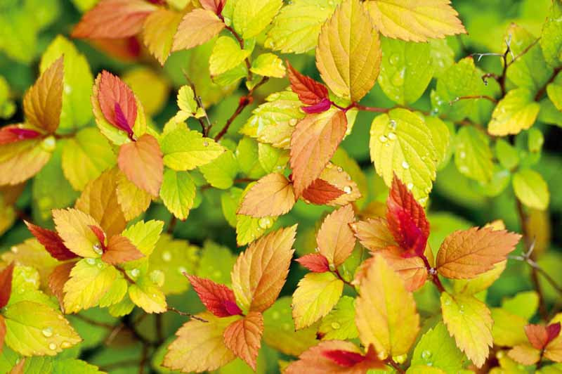 Spiraea japonica 'Goldflame' (Japanese Spirea)