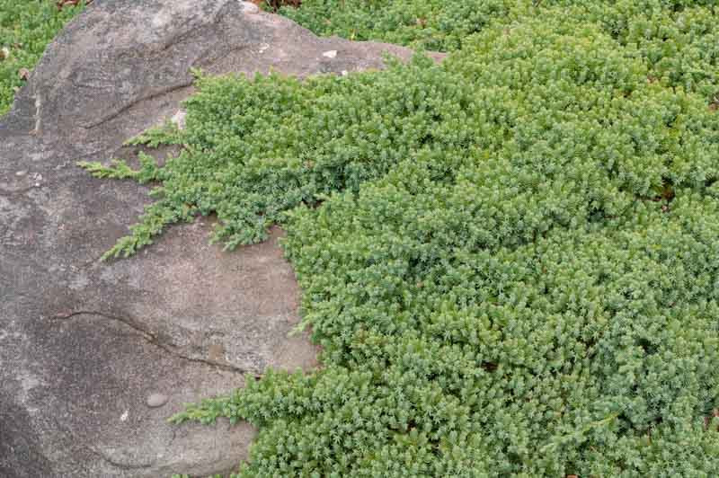 Juniperus procumbens 'Nana' (Garden Juniper)