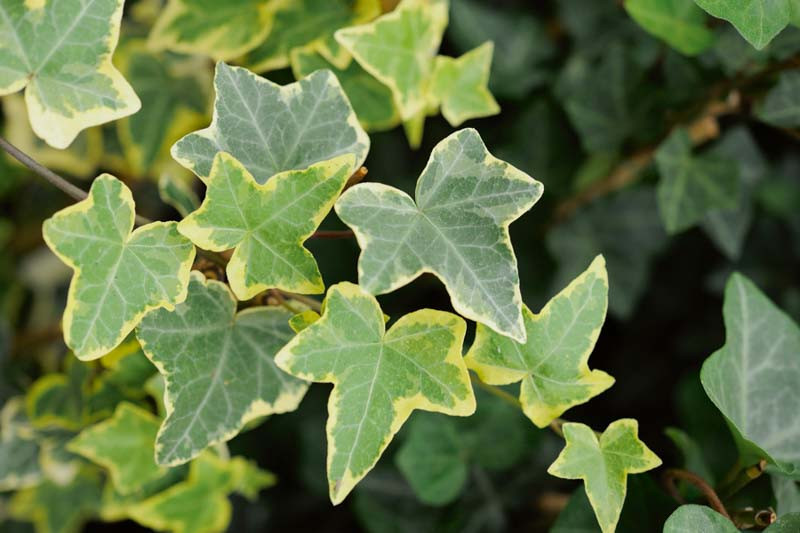 Hedera helix 'Goldchild' (English Ivy)