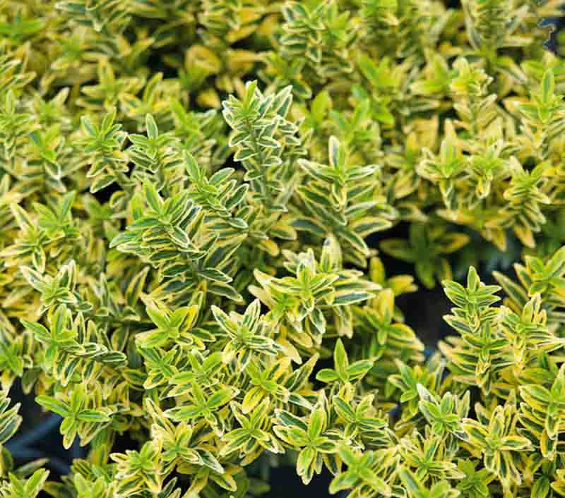Euonymus japonicus 'Microphyllus Aureovariegatus' (Japanese Spindle)
