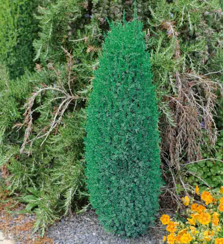 Juniperus communis 'Compressa' (Common Juniper)