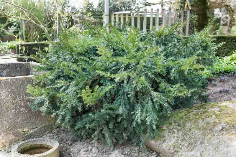Taxus baccata 'Repandens' (English Yew)
