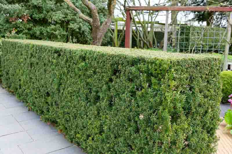 Taxus × media 'Hicksii' (Anglo-Japanese Yew)