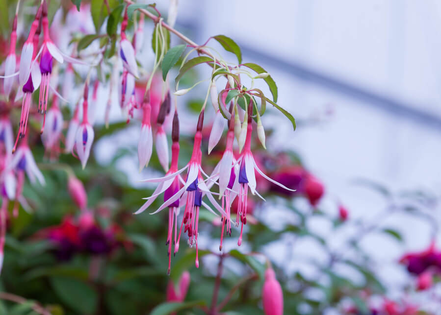Fuchsia magellanica 'Lady Bacon' (Hardy Fuchsia)