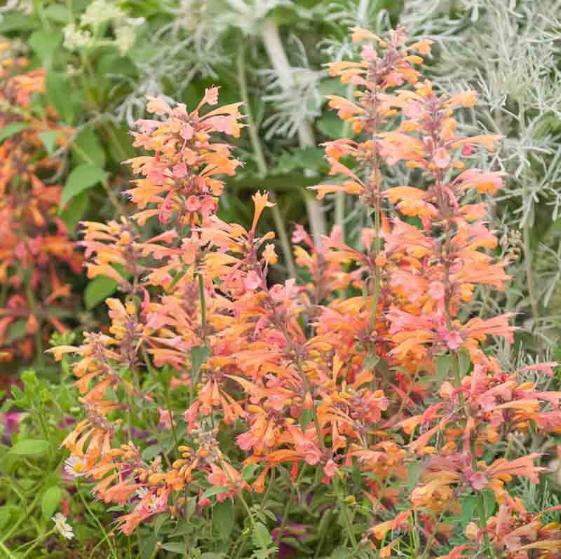 Agastache rupestris (Sunset Hyssop)