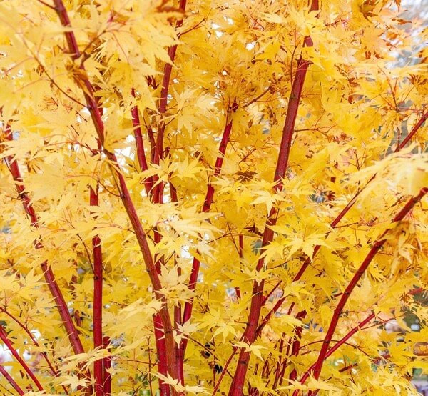 Acer palmatum 'Sango-Kaku' (Coral Bark Maple)