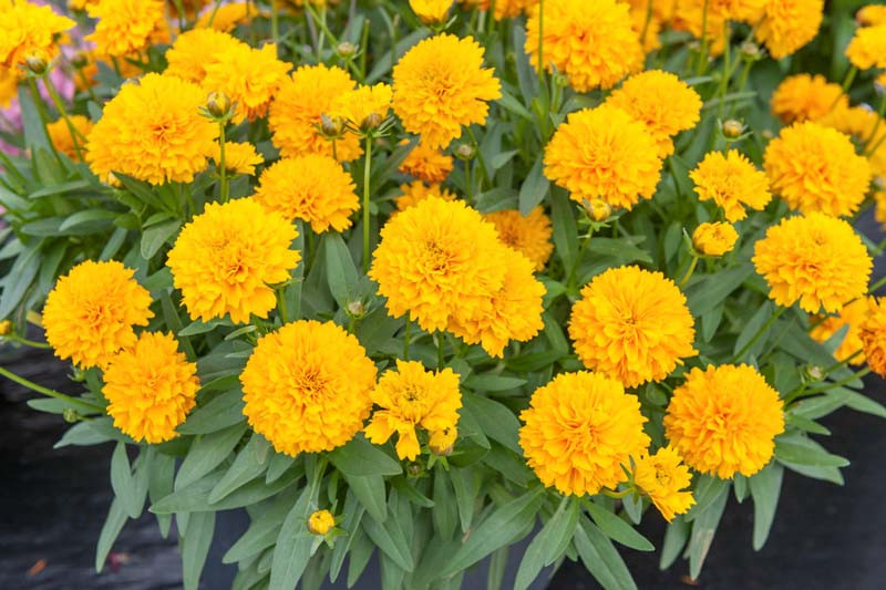Coreopsis Solanna™ Golden Sphere (Tickseed)