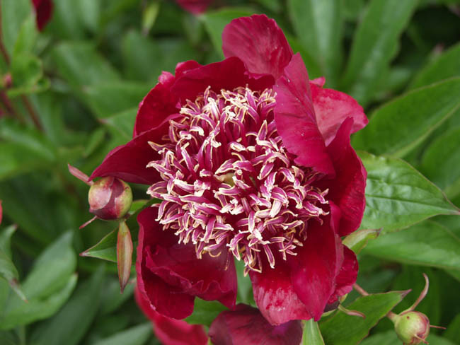 Paeonia lactiflora 'Midnight Sun' (Peony)