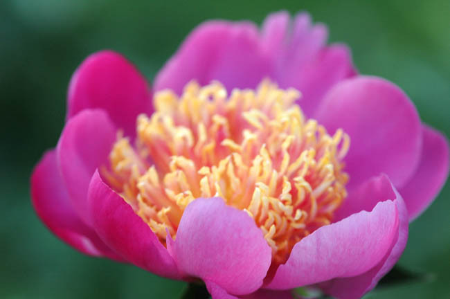 Paeonia lactiflora 'Tom Eckhardt' (Peony)