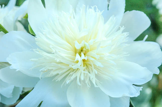 Paeonia lactiflora 'Bride's Dream' (Peony)