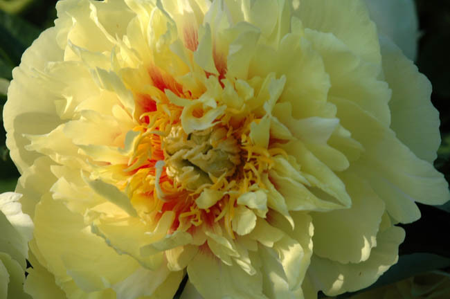 Paeonia 'Prairie Charm' (Itoh Peony)