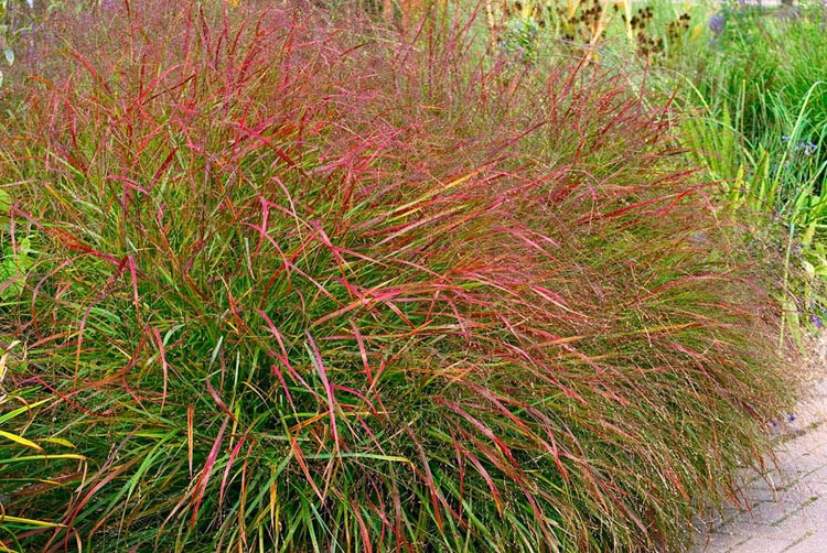 Panicum virgatum 'Hanse Herms' (Switch Grass)