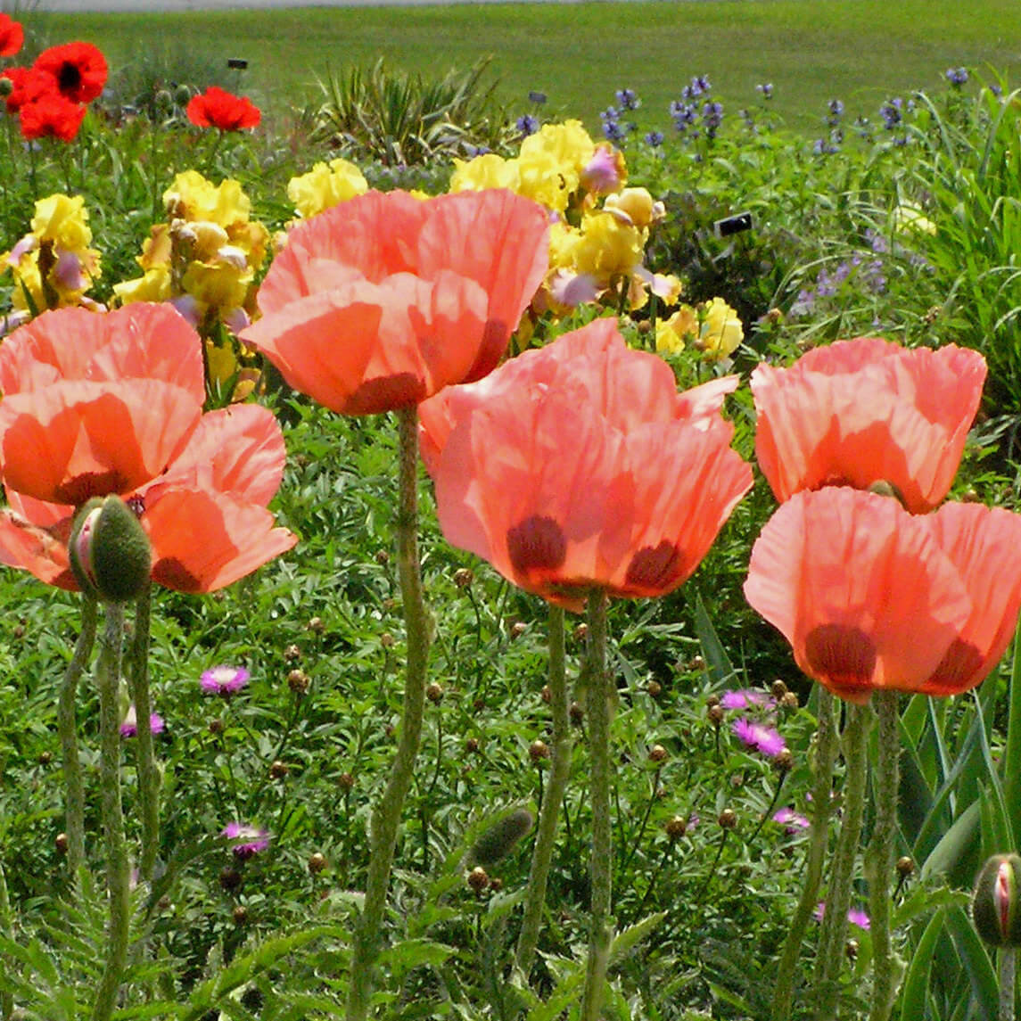 Papaver orientale 'Queen Alexandra' (Oriental Poppy)