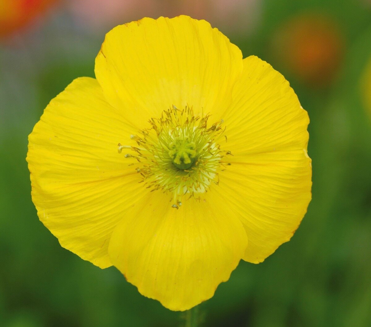 Papaver nudicaule 'Champagne Bubbles Yellow' (Iceland Poppy)