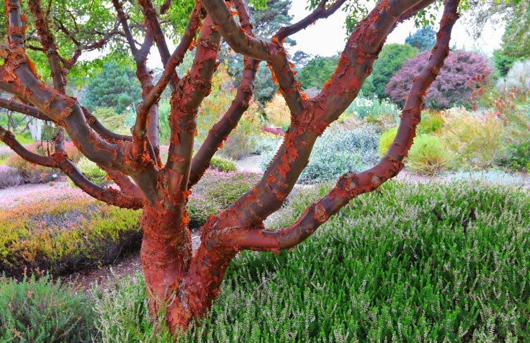 Acer griseum (Paperbark Maple)