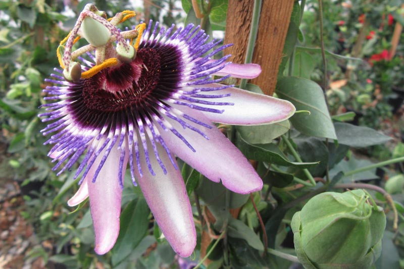 Passiflora 'Damsel's Delight' (Passion Flower)