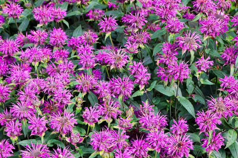 Monarda 'Blue Stocking' (Bee Balm)