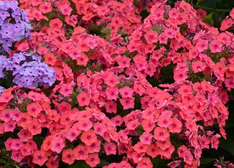 Phlox paniculata Coral Flame (Garden Phlox)