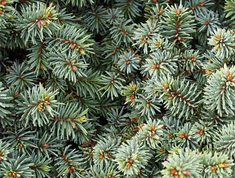 Picea pungens 'Mrs. Cesarini' (Colorado Spruce)