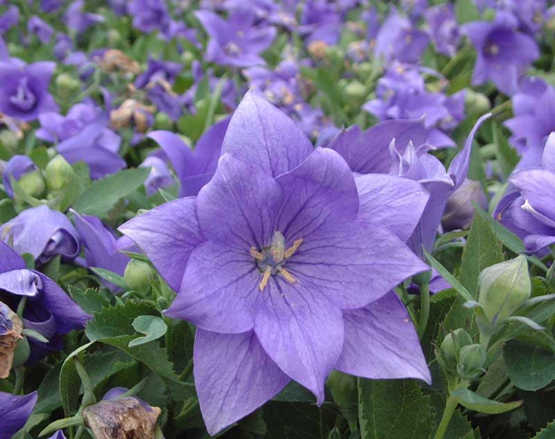 Platycodon grandiflorus 'Astra Double Blue' (Balloon Flower)