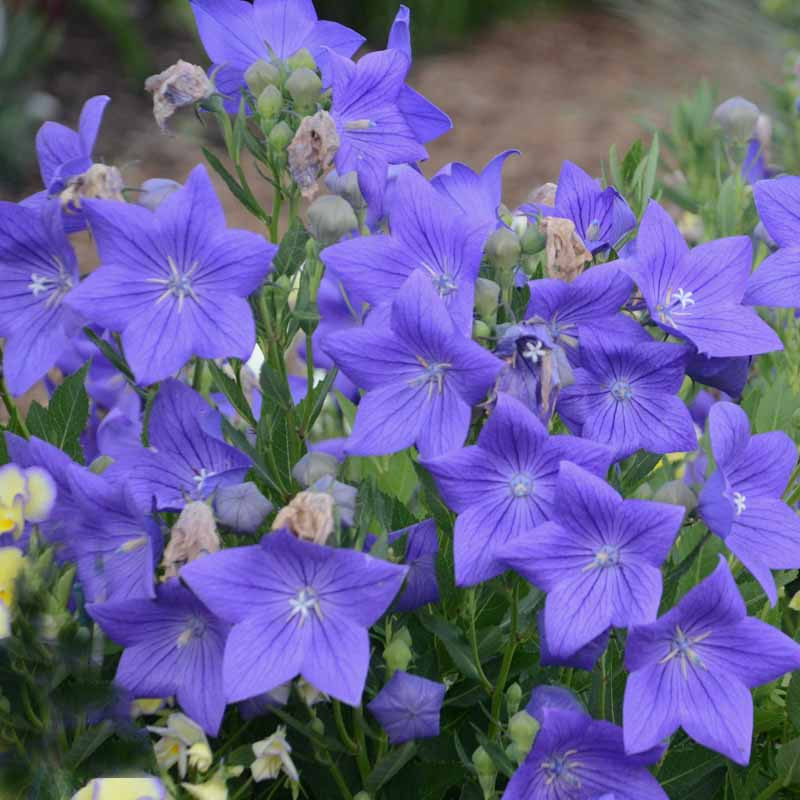Platycodon grandiflorus 'Sentimental Blue' (Balloon Flower)