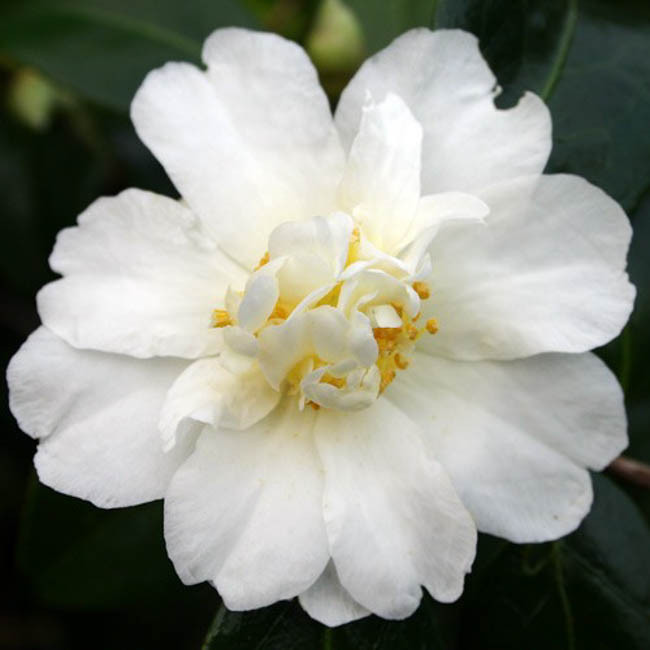 Camellia 'Polar Ice'