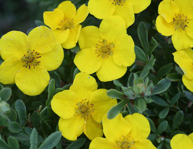 Potentilla fruticosa Happy Face® Yellow (Shrubby Cinquefoil)