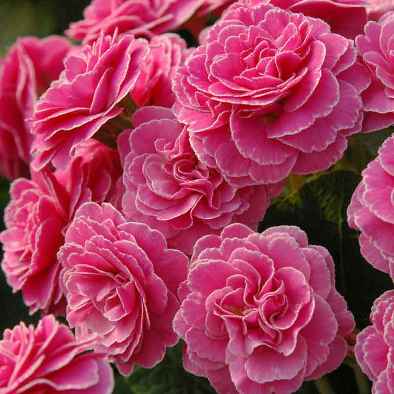 Primula 'Romance' (Primrose)