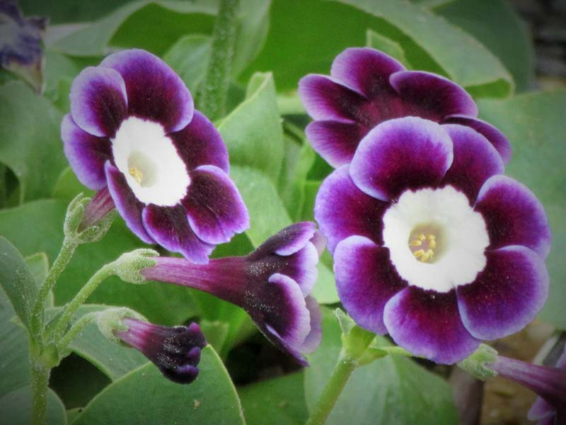 Primula auricula 'Adrian' (Primrose)